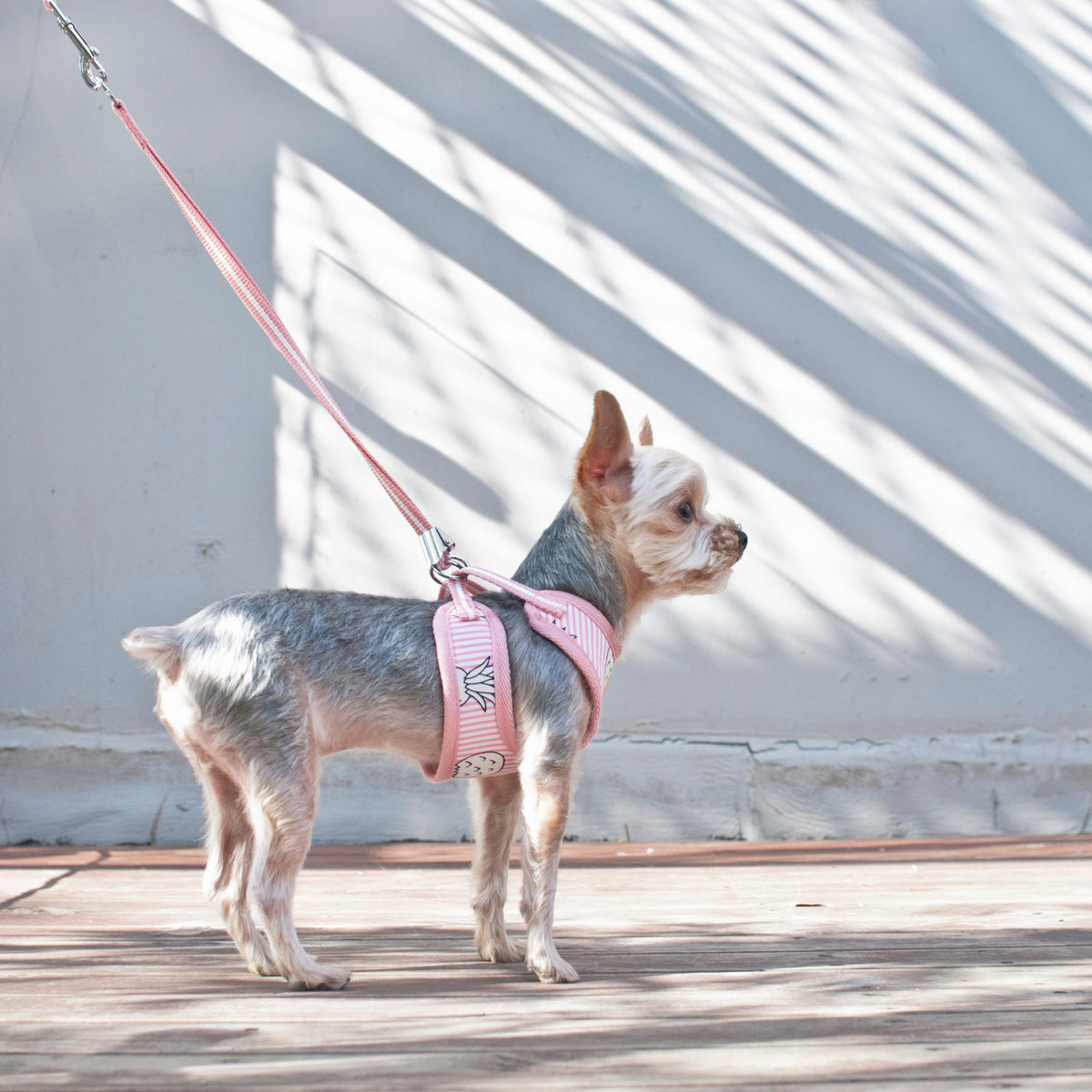 EasyGO Harness – DogoPet.com