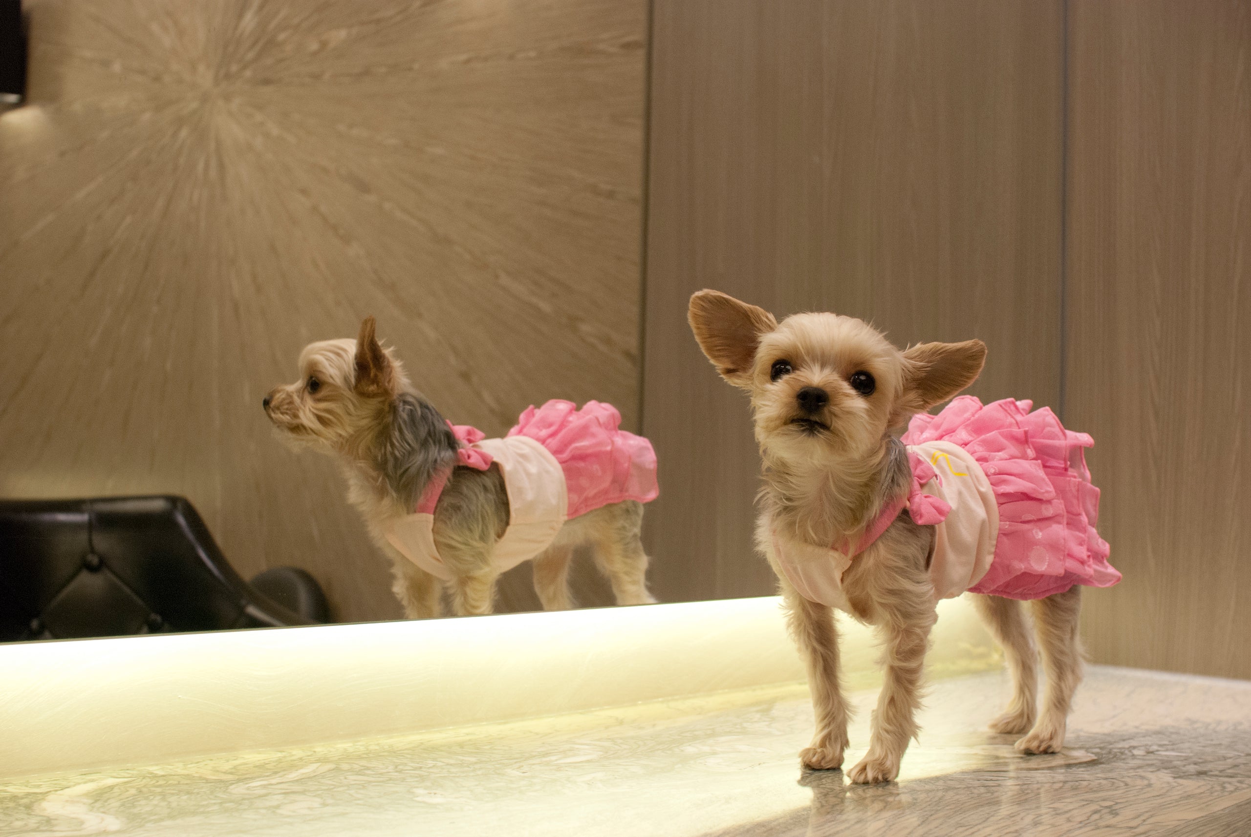 Dogo Pet Official Site - Pet Apparel and Accessories – DogoPet.com